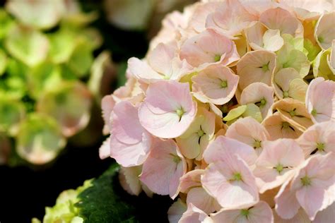 Hydrangea Flowers Petals Free Photo On Pixabay Pixabay