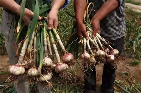 大蒜種植高產技術病害防治技術措施綜合管理防治方法 每日頭條