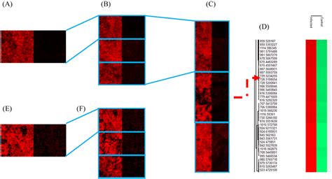 Detection Of Molecular Markers In Cell Pellet Sections Of N Download Scientific Diagram