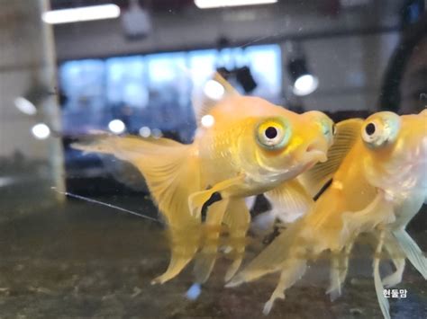 금붕어 종류 툭눈 키우기 어항 수명 먹이 알려줌 네이버 블로그