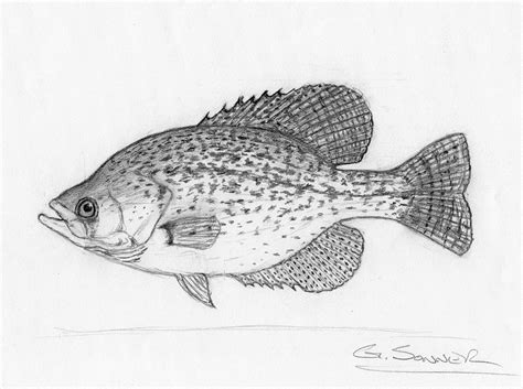 Crappie Vector At Vectorified Com Collection Of Crappie Vector Free For Personal Use