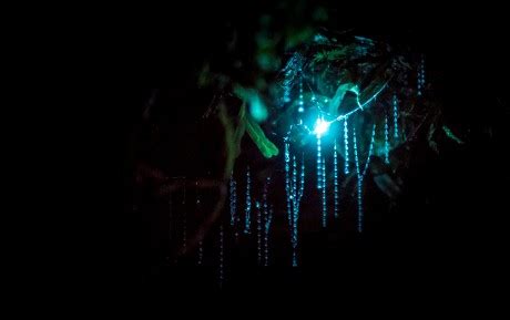 Lightning Bug Stock Pictures Editorial Images And Stock Photos Shutterstock