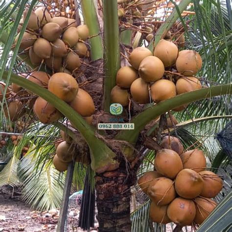 Cây Giống Dừa Xiêm Đỏ Giá Vườn Phúc An Bến Tre