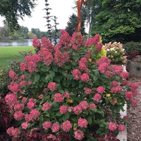 Quick Fire® Panicle Hydrangea Proven Winners Colorchoice Flowering Shrubs
