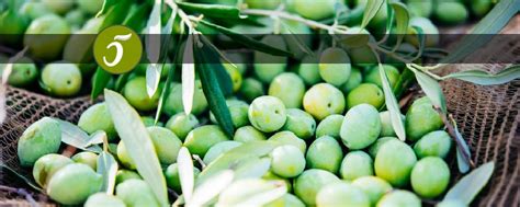 Tipos De Aceites De Oliva