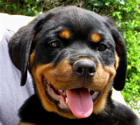 How To Take Care For A Rottweiler Puppy And Adult Rottweiler