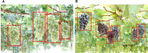Frontiers | An improved YOLO v4 used for grape detection in unstructured environment