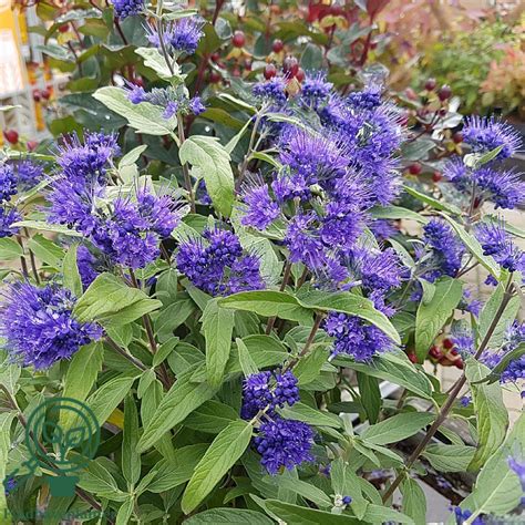 Caryopteris ‘dark Knight Find Haveplanter