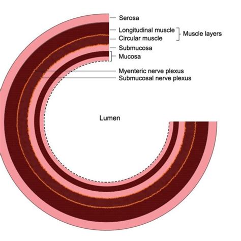 Main Functions Of Enteric Nervous System And Their Influencing Factors
