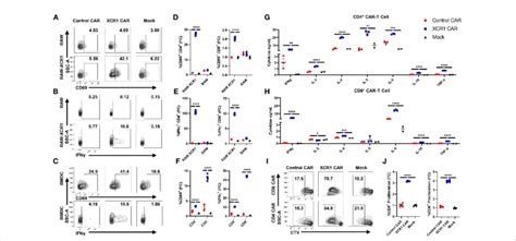 Cd4 And Cd8 Xcr1 Car T Cells Are Functionally Active In Vitro