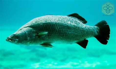 Barramundi Fish A Versatile And Adaptable Fish