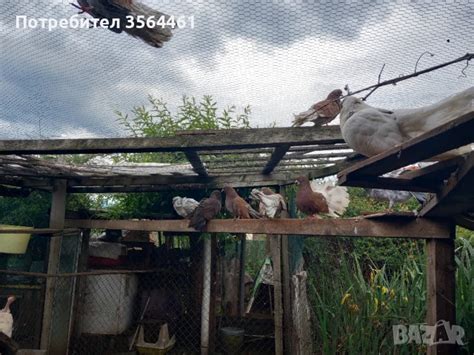 гълъби в Гълъби в гр София Id50544268 Bazarbg