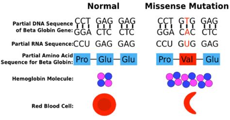 Sickle Cell Anemia Mutation