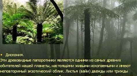 Экваториальные леса Африки Смотреть онлайн в поиске Яндекса по Видео