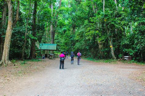 Wandering Den Mt Makiling