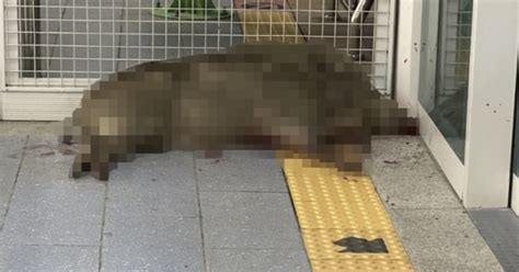 자녀 11명 머스크 섬뜩 경고…韓인구 3분의1 토막[이슈세개]