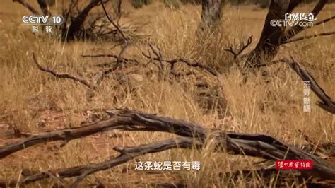 眼斑巨蜥荒漠捕猎蛇，从洞里叼出来，直接活吞