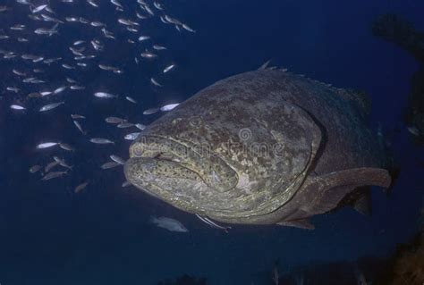 An Atlantic Goliath Grouper Epinephelus Itajara In Jupiter Florida