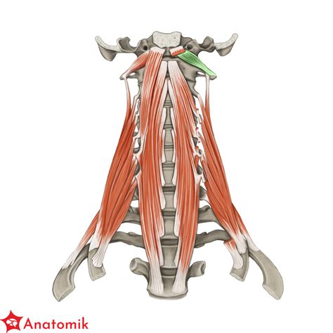 Mięśnie głębokie szyi Anatomik pl