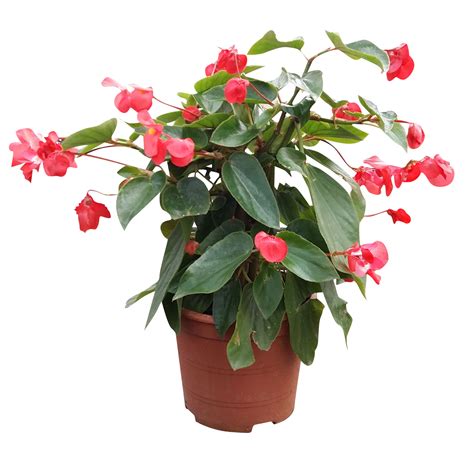 Details 300 Imagen Planta Begonia Dragon Abzlocal Mx