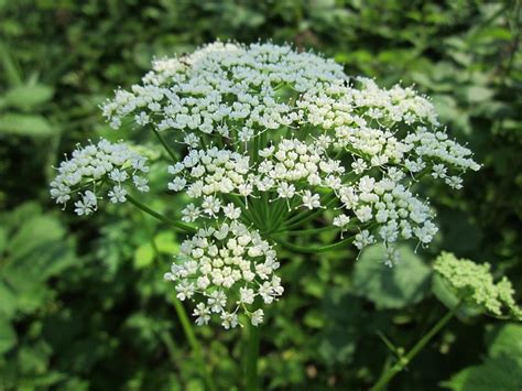 Foraging In January Free Food In The Wild Forage Uk