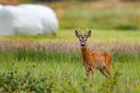 Knowledge Tests Basc