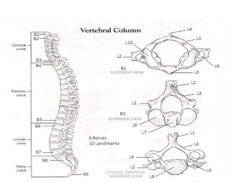 Vertebral Column Anatomy Worksheet
