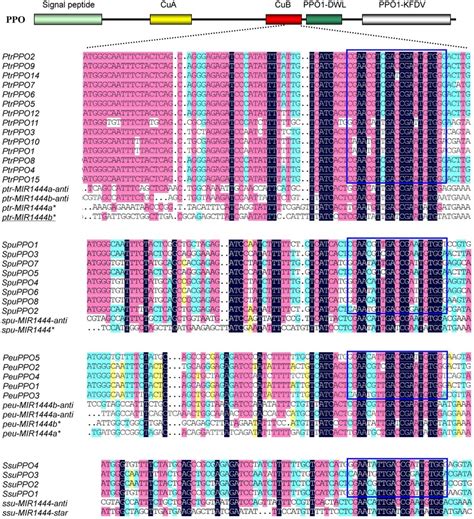 Multiple Sequence Alignment Of Mir1444 Precursors And Mir1444 Targeted