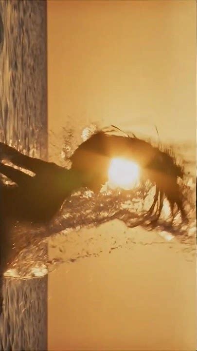 Clips De Lasirenita Thelittlemermaid Ariel Youtube
