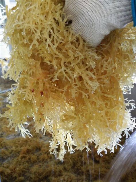 About Carrageenan - Pr1megum Carrageenan Manufacture