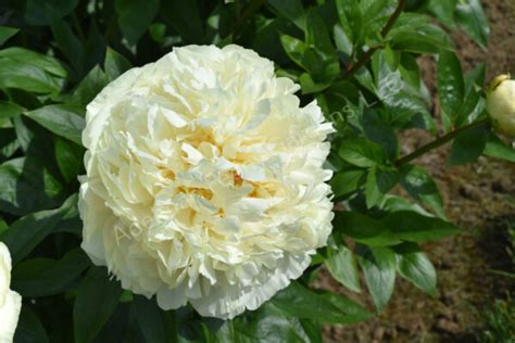 The Portrait Peony Adelman Peony Gardens