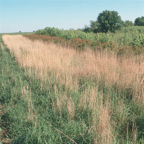 Sw1 4 6 Metre Buffer Strip On Cultivated Land Wild Wales Seeds