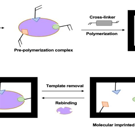 Fundamental Steps Of Polymerising Molecular Imprinted Polymer Download Scientific Diagram