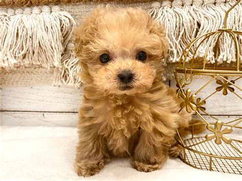 タイニープードルの詳細情報 千葉県2023年11月30日生まれ男の子アプリコットの子犬 子犬・子猫探しなら【petmi】
