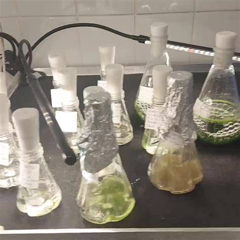 Dr Ambika H D On Linkedin Why Microalgae Based Systems Could