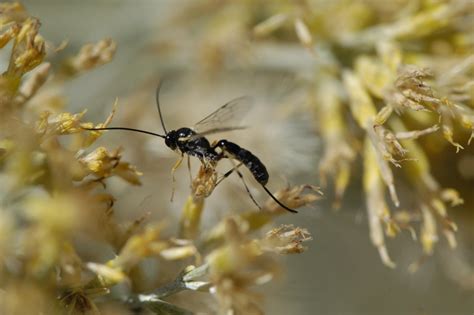 Parasitic Wasps On Chamisa Rubber Rabbitbrush Ericameria Nauseosa In