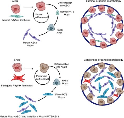 Figure 1 From Functional Pdgfra Fibroblast Heterogeneity In Normal And Fibrotic Mouse Lung