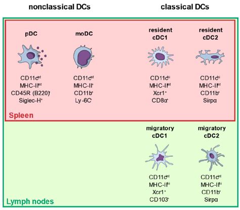 Dendritic Cell Classes And Common Surface Markers Used For