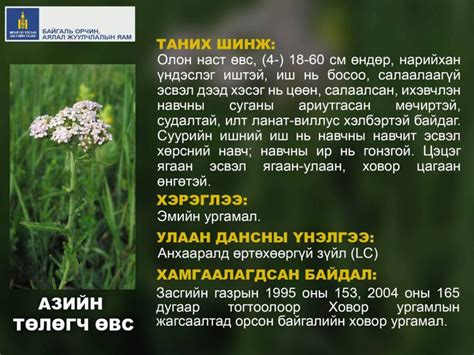 ТАНИН МЭДЭХҮЙ Азийн төлөгч өвсний хэрэглээ ба нөөц