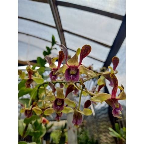 Jual Obral Batang Hitam Dendrobium Shopee Indonesia