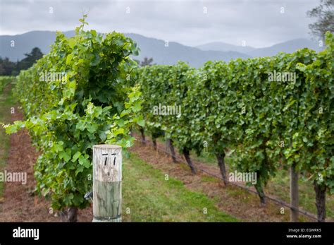 Cloudy Bay Winery Hi Res Stock Photography And Images Alamy
