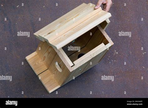 European Red Squirrel Eurasian Red Squirrel Sciurus Vulgaris Build Your Own Squirrel Nesting