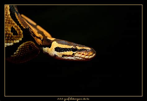 Königspython Python Regius Foto And Bild Tiere Haustiere