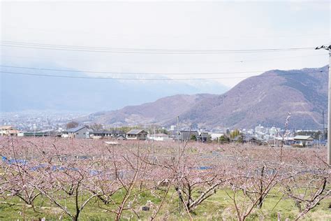 2019年 一宮町塩田地区 桃の開花情報 第4回 ふえふき旬感ネット