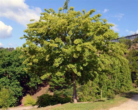 Buy Affordable Trident Maple Trees At Our Online Nursery Arbor Day