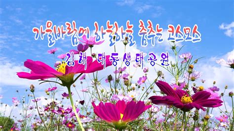 가을바람에 하늘하늘 춤추는 코스모스 4k YouTube
