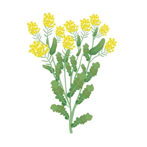 1900 Brassica Napus Ilustrasi Grafik Vektor And Clip Art Bebas