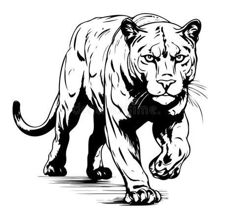 Panther Clipart Black And White