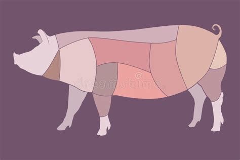 Pork Carcass Pork Cuts Diagram Stock Vector Illustration Of Carcass