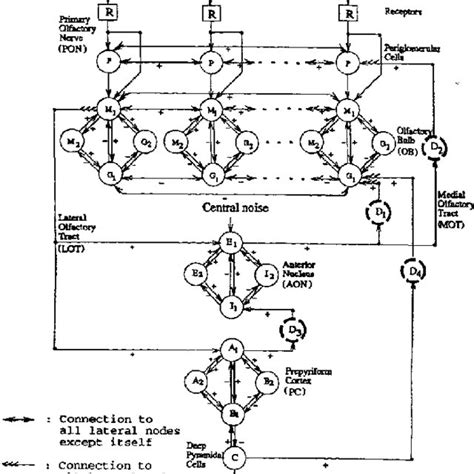 The Asymmetric Sigmoid Curve Is Shown For Two Values Of The Asymptotic Download Scientific